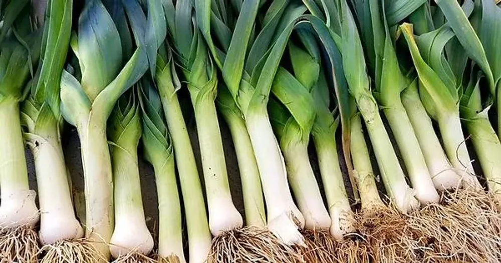 15+ Best Foods For Burning Fat Fast - happilydiy